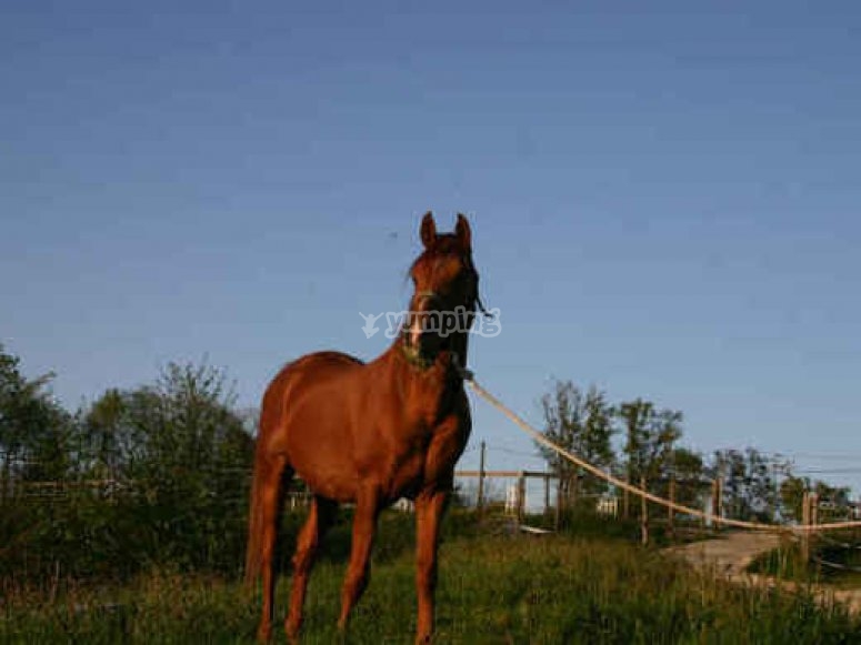 Ecurie du Chatelars, tarifs et réservations 2025 | Yumping