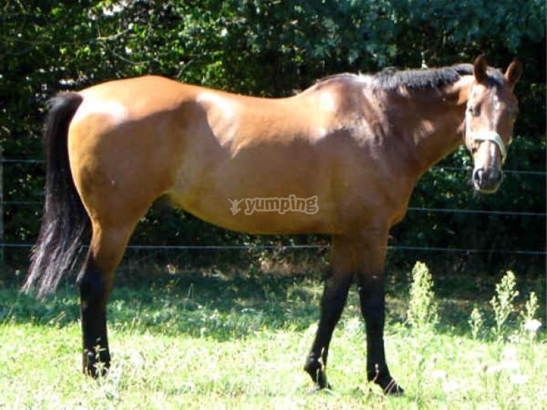 Ecurie du Chatelars, tarifs et réservations 2025 | Yumping