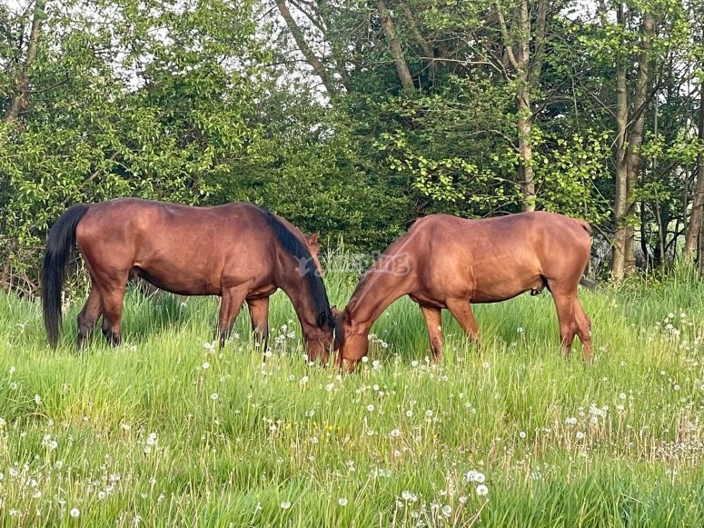 Centre Équestre Le Cheval Bleu, tarifs et réservations 2025 | Yumping