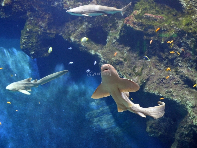 Aquarium de Lyon, tarifs et réservations 2025 | Yumping