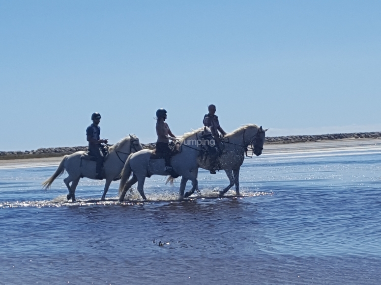 Balade à cheval - Plage sauvage du grand radeau 1j à partir de 140 ...